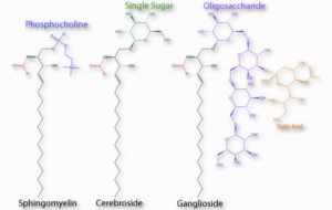Descubre dónde se encuentran los plasmalógenos en tu cuerpo