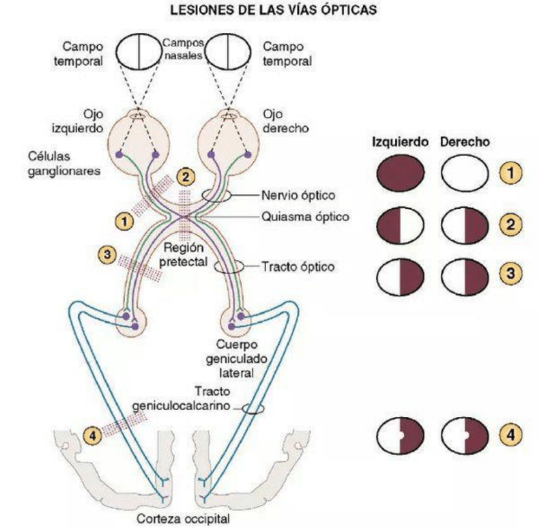 Neuronas bipolares en el sistema visual: su papel crucial revelado