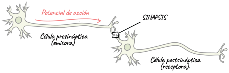 Cómo se comunican las neuronas: todo lo que necesitas saber
