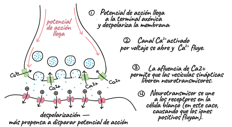 Terminal axónico: La clave para la transmisión neuronal