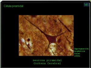 Clasificación de neuronas: Organización en el sistema nervioso