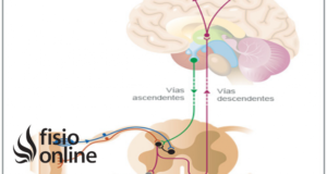 Cómo una neurona aferente controla tu sistema nervioso
